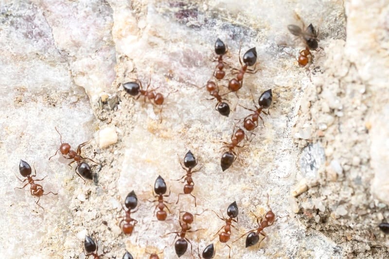 Mieren bestrijding • ProSekt ongedierte bestrijding